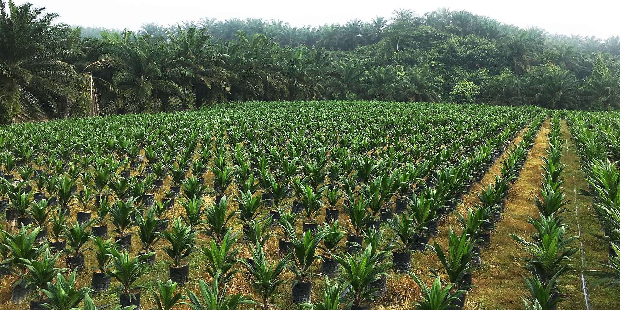 Palm Oil – PUI GROUPS